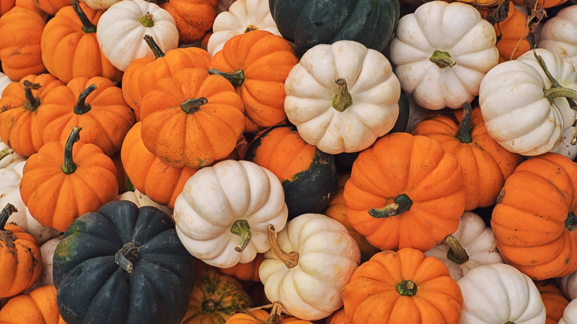 Benefits Of Pumpkin Asagayamix benefits-of-pumpkin-asagayamix